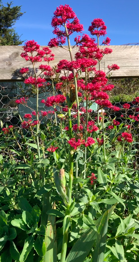 Centranthus ruber var. Coccineus ‘Rosenrot’ | Wintersweet Nursery