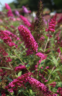 Buddleia Ascot Velvet | Wintersweet Nursery