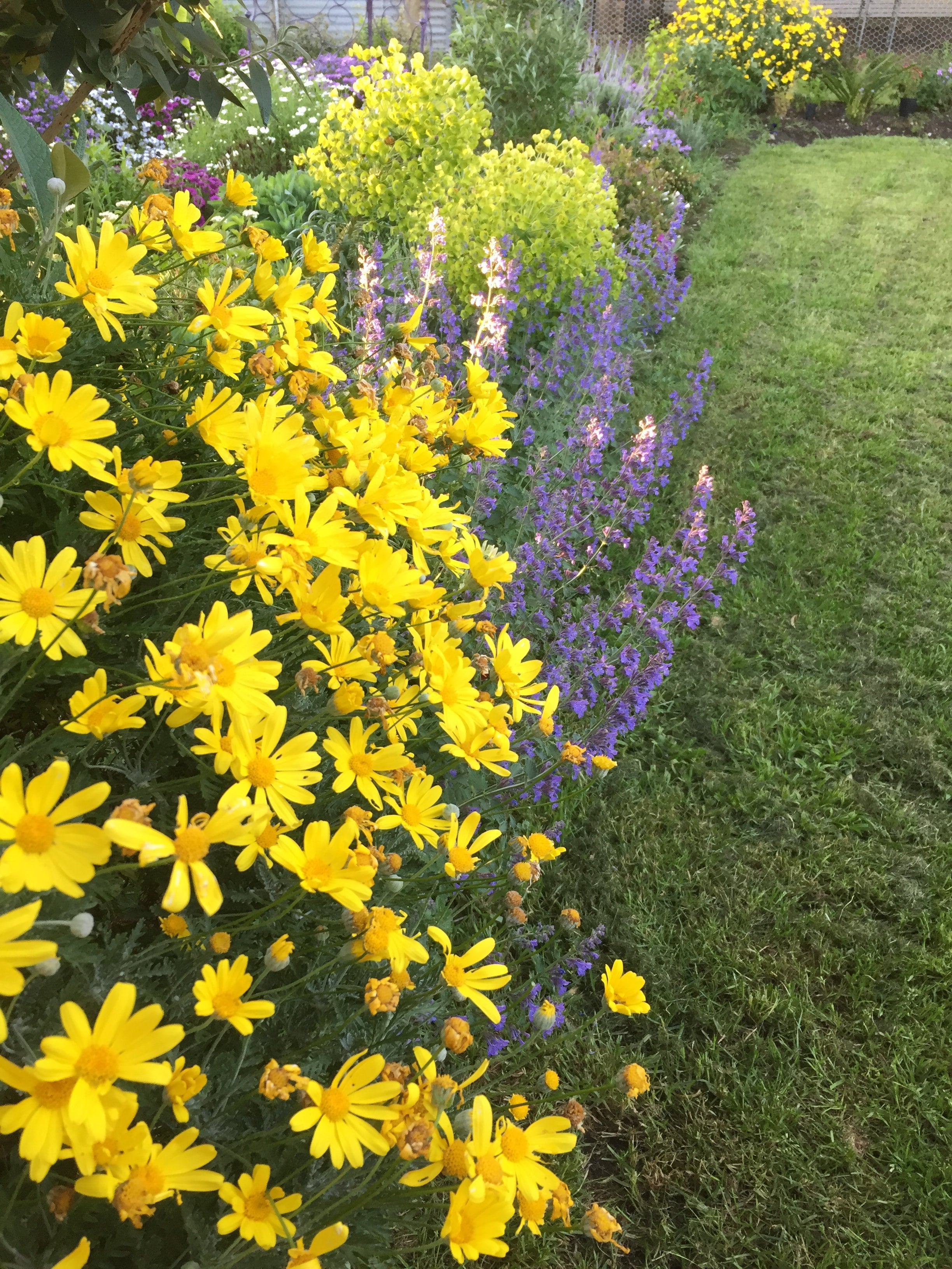 Euryops Pectinatus | Wintersweet Nursery