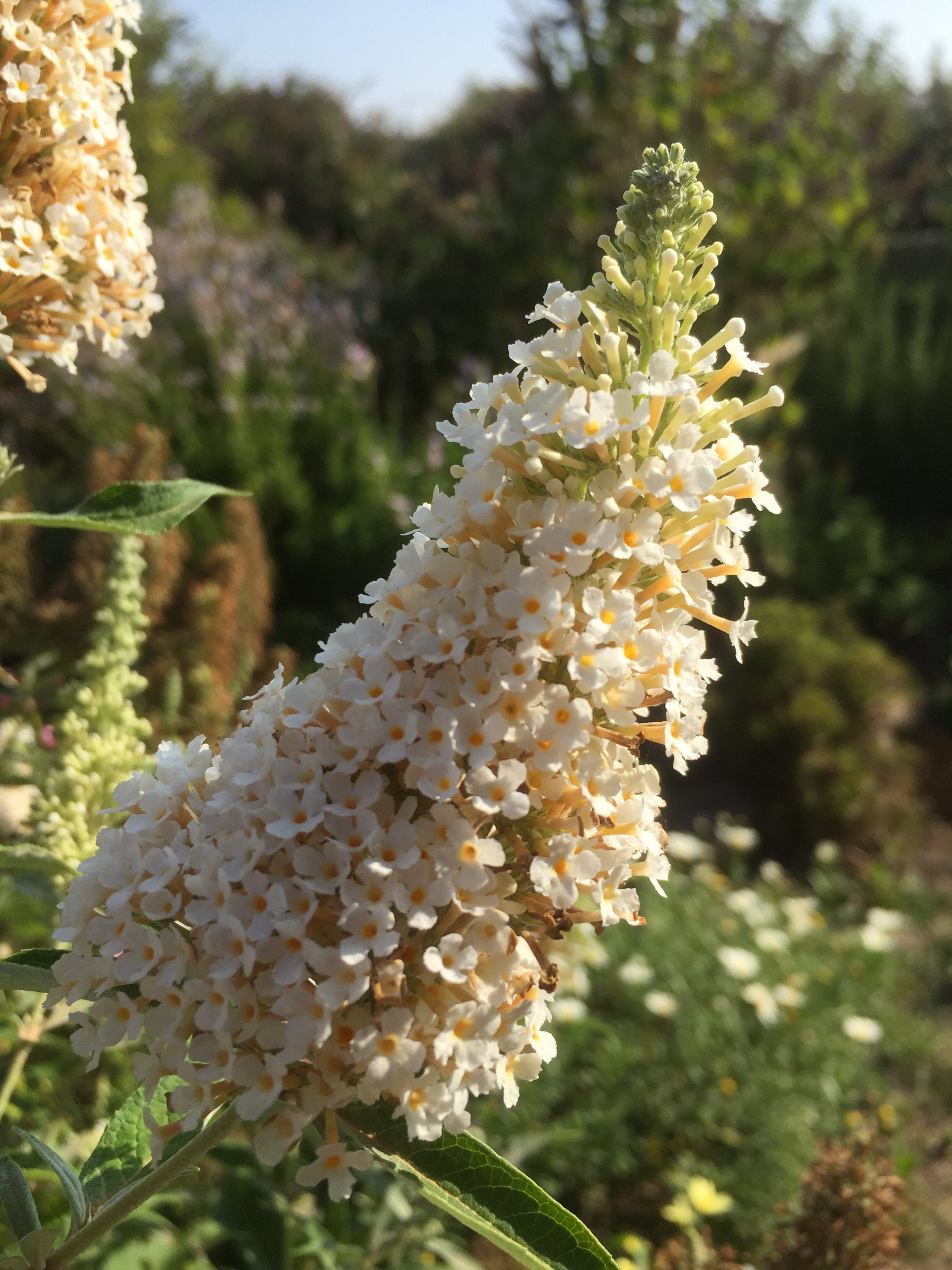 white dwarf buddleia
