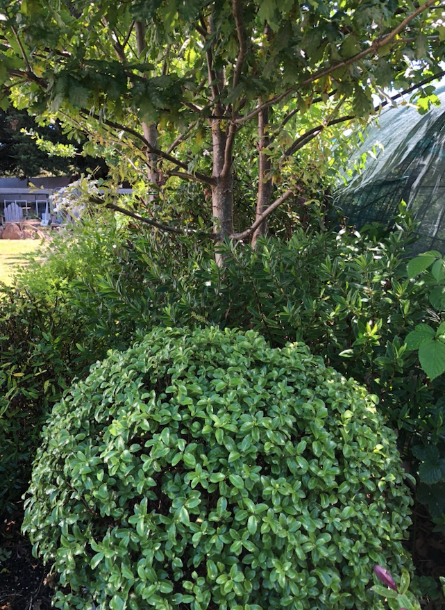 Pittosporum Green Pillar | Wintersweet Nursery