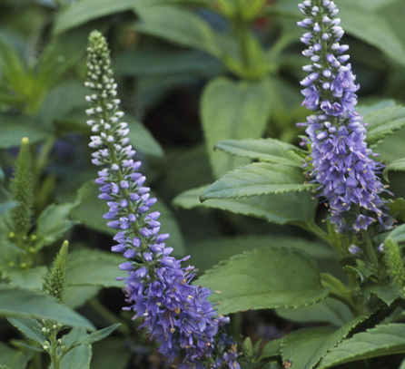 Veronica 'Blue Bouquet' | Wintersweet Nursery
