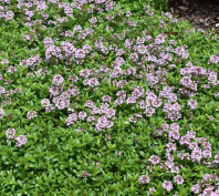 Thymus 'Candy Buttons' | Wintersweet Nursery