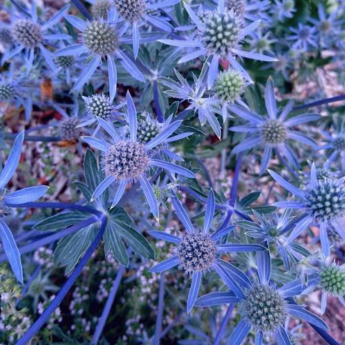Eryngium Deep Blue | Wintersweet Nursery