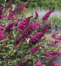 Buddleia Ascot Velvet | Wintersweet Nursery