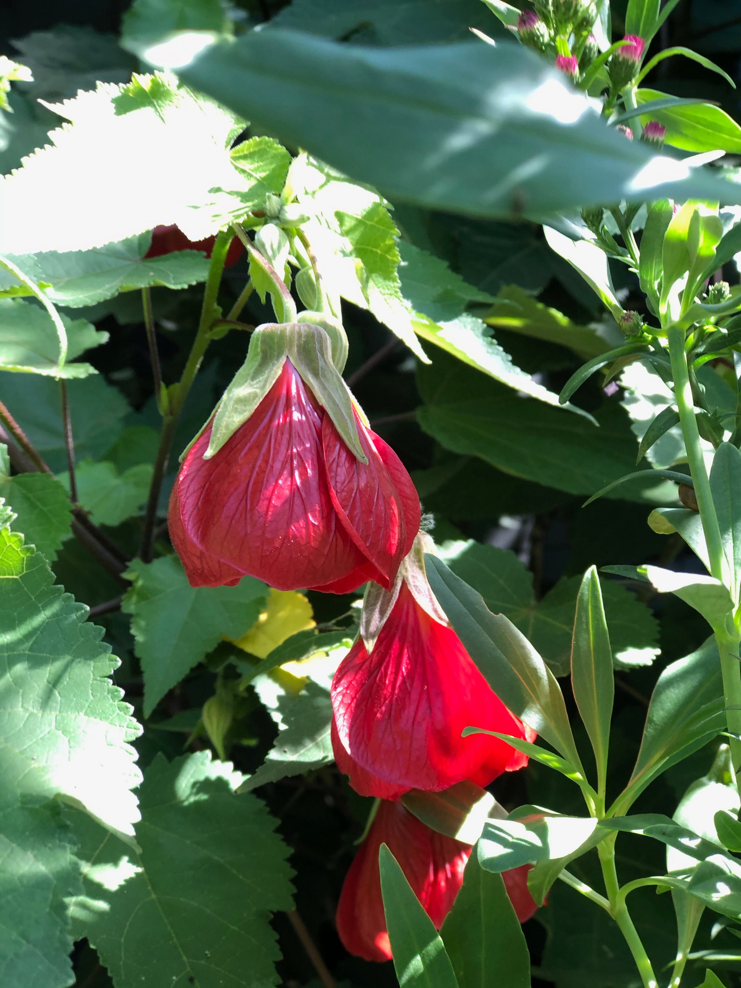 Abutilon Hybrida Red | Wintersweet Nursery