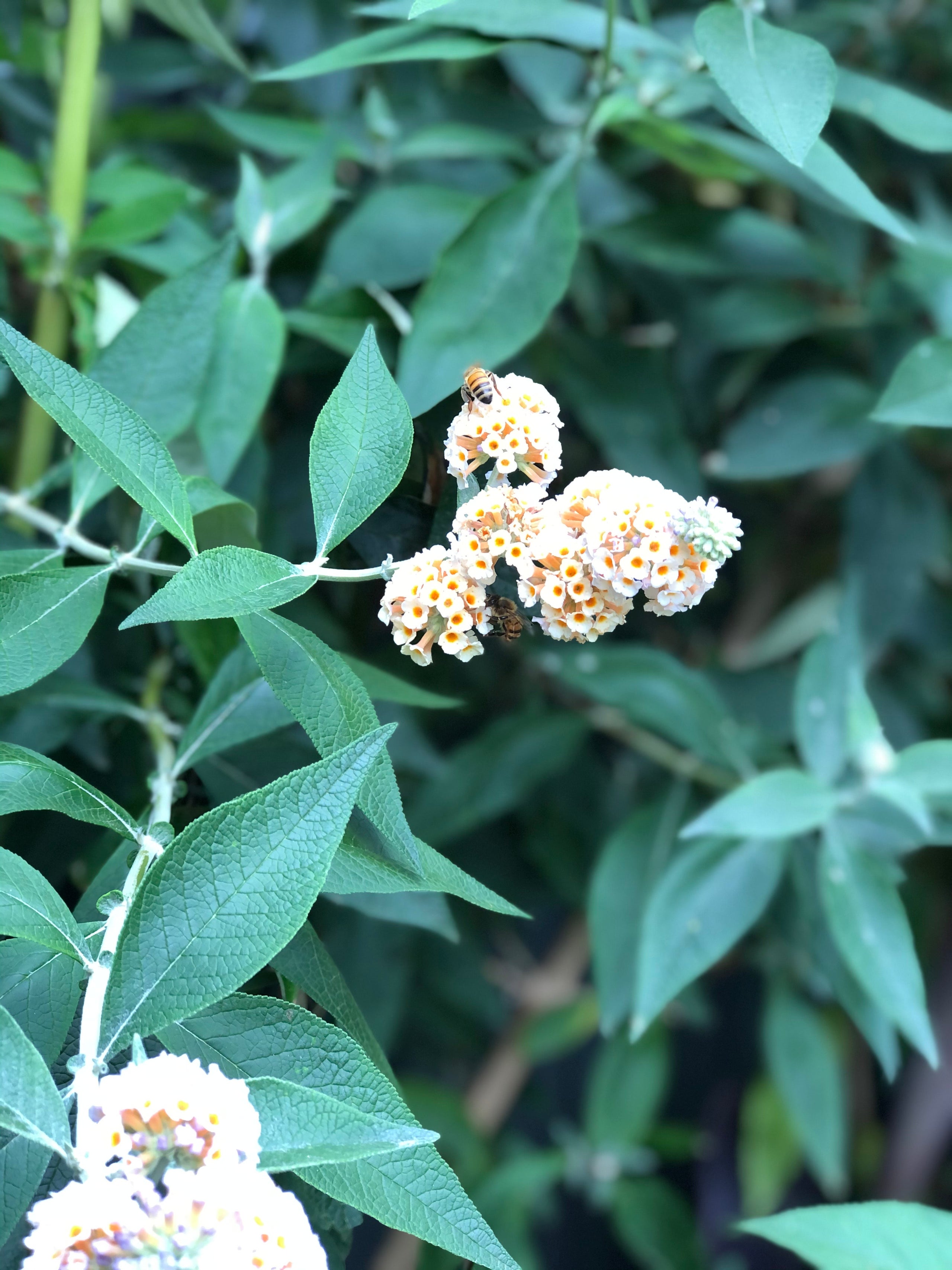 Buddleja Moonlight | Wintersweet Nursery